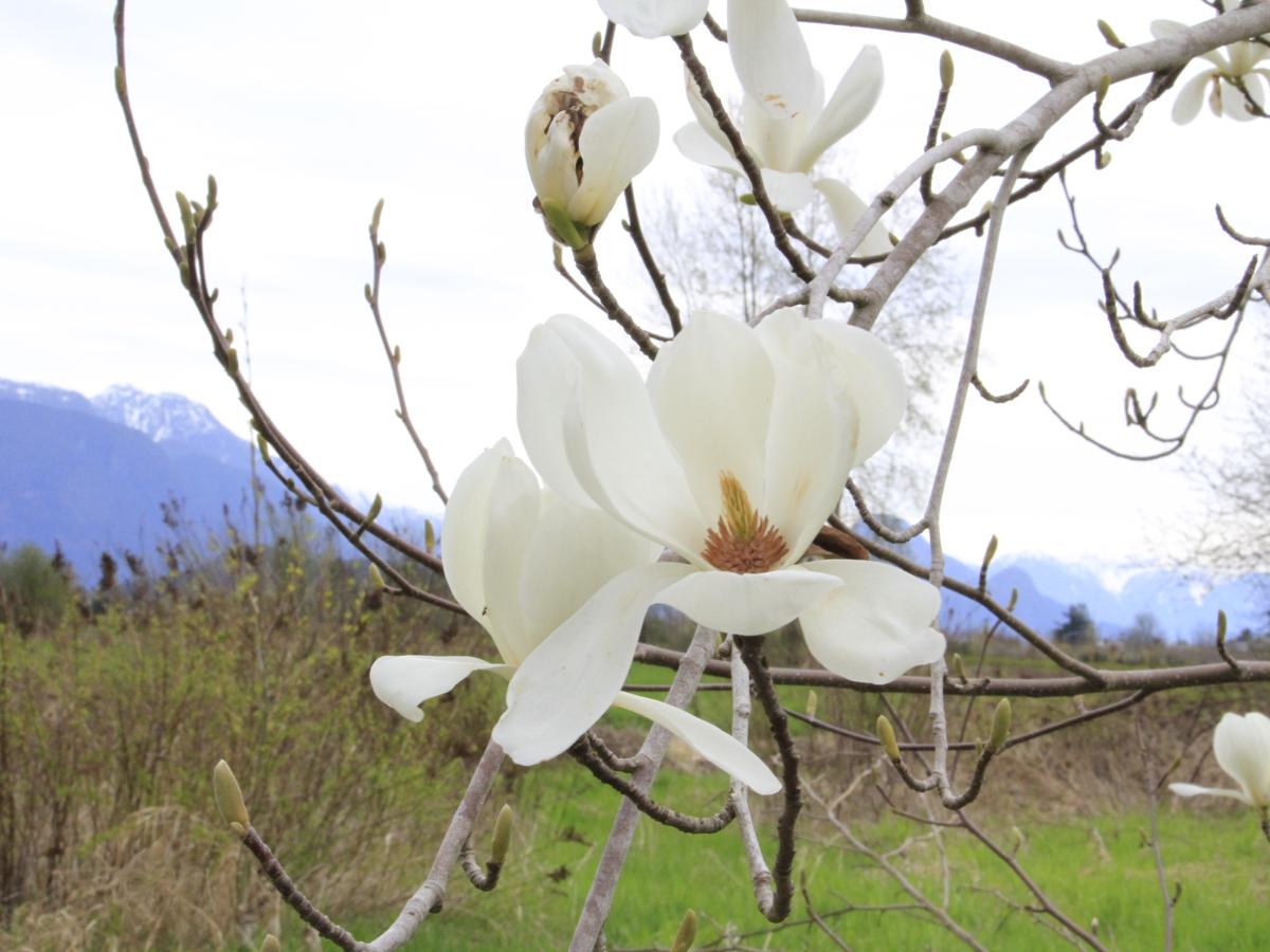 Nursery | Formosa Nursery - Certified Organic Blueberries!