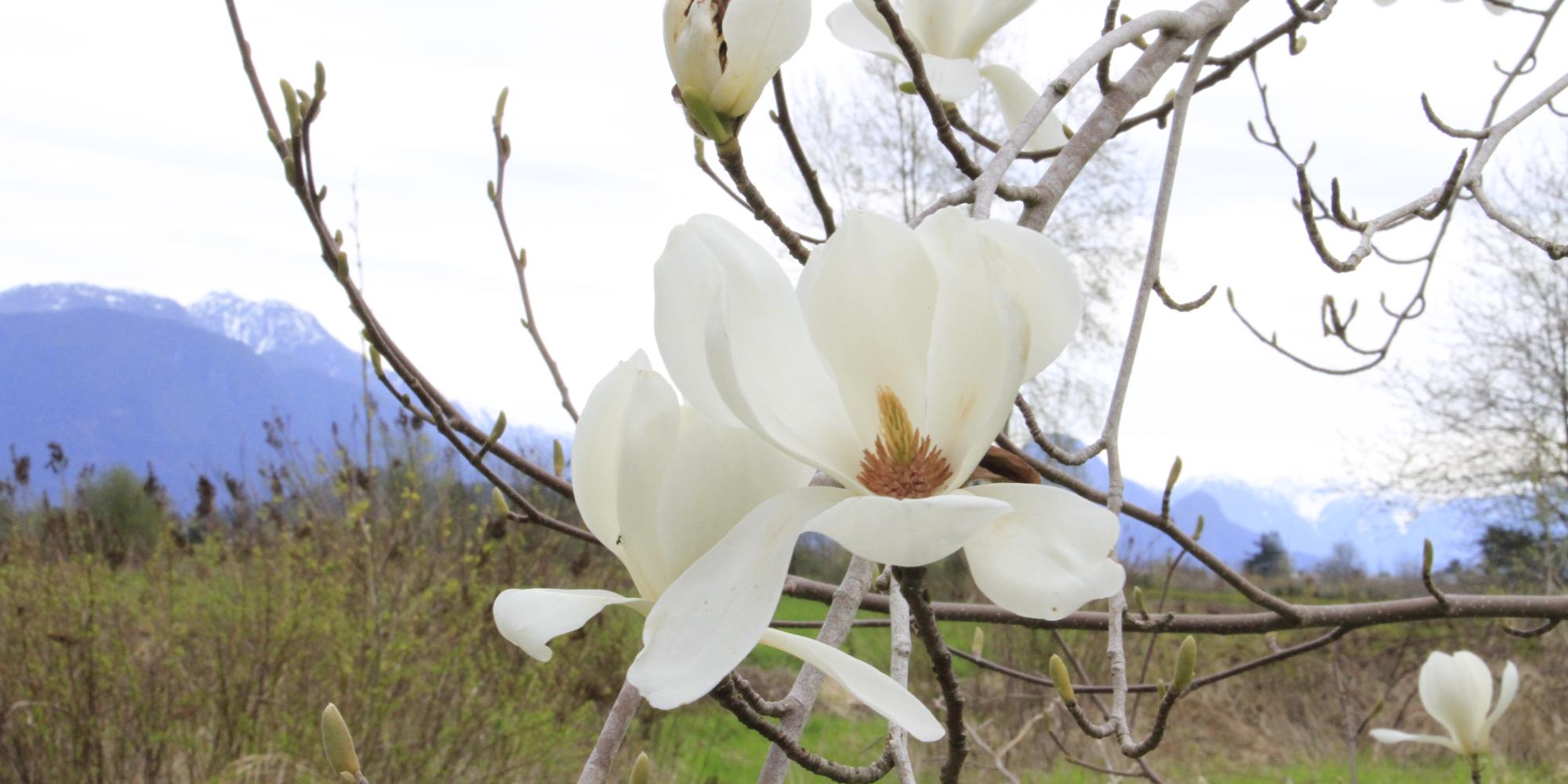 Nursery | Formosa Nursery - Certified Organic Blueberries!
