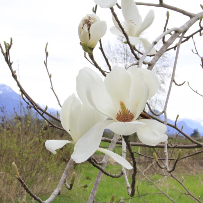 Nursery | Formosa Nursery - Certified Organic Blueberries!